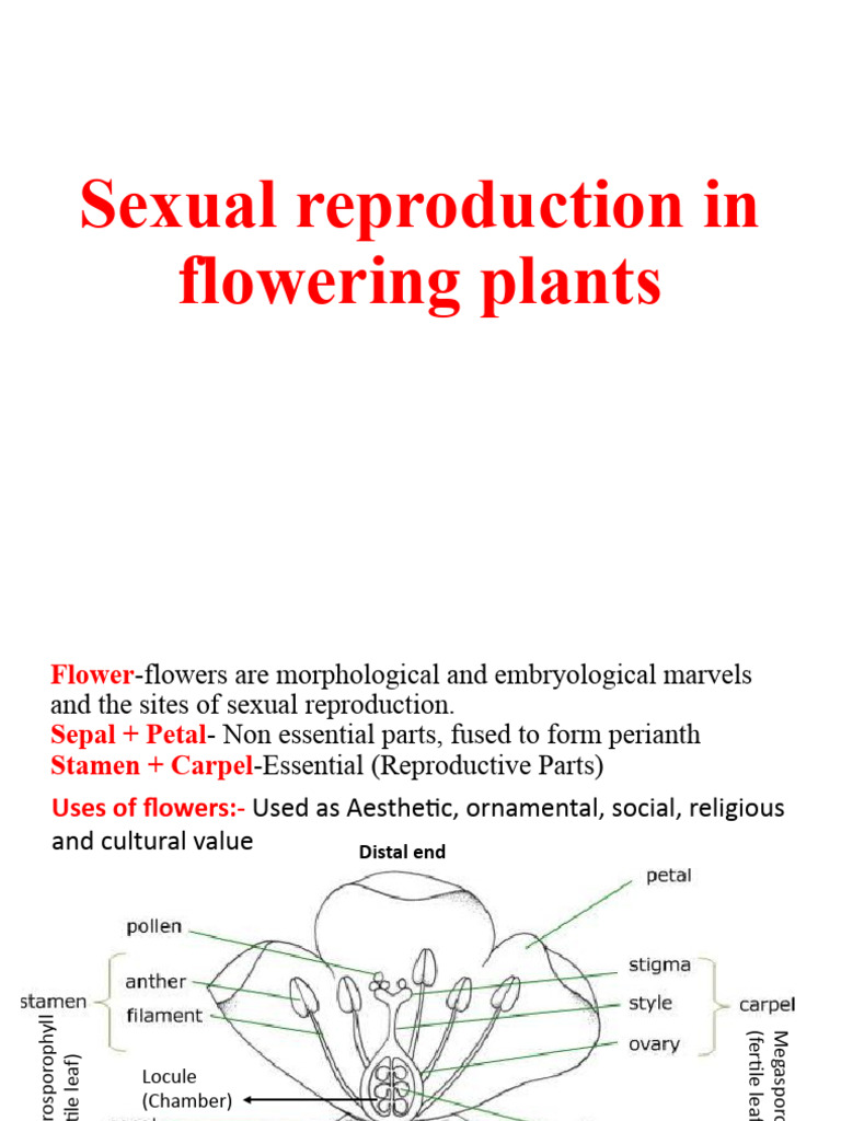 Sexual Reproduction in Flowering Plants | PDF | Pollen | Flowers