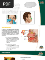 Anatomía y Fisiología de Nariz y Senos Paranasales | PDF | Nariz humana | Otorrinolaringología