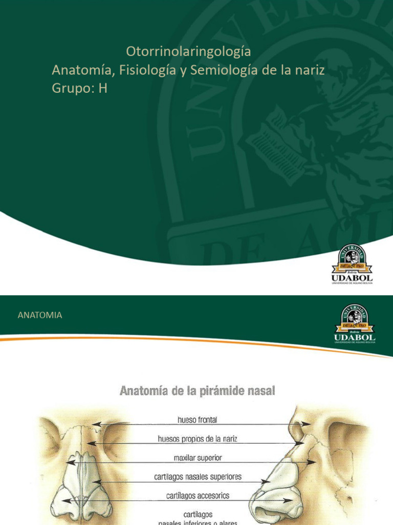 Otorrino Anato de La Nariz | PDF | Anatomía | Sistema respiratorio