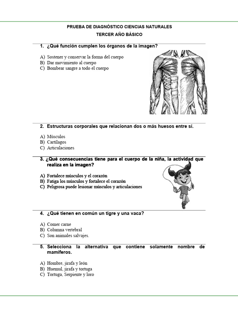 Prueba Diagnóstico Ciencias Naturales 3° Básico | PDF | Agua | Mamíferos