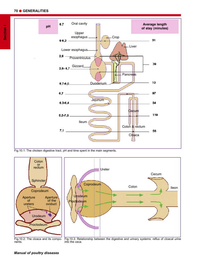 Avian Physiology: Poultry Digestive System | PDF | Kidney | Vein