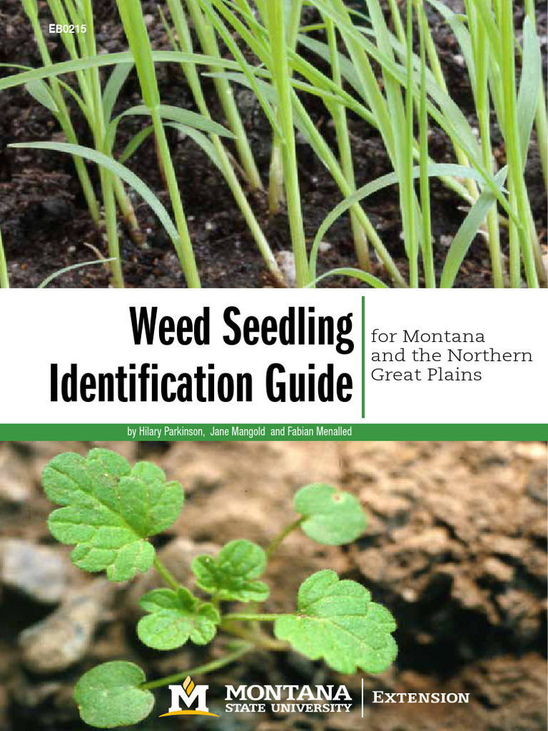 Weed Seedling Identification Guide 2013 | PDF | Leaf | Weed