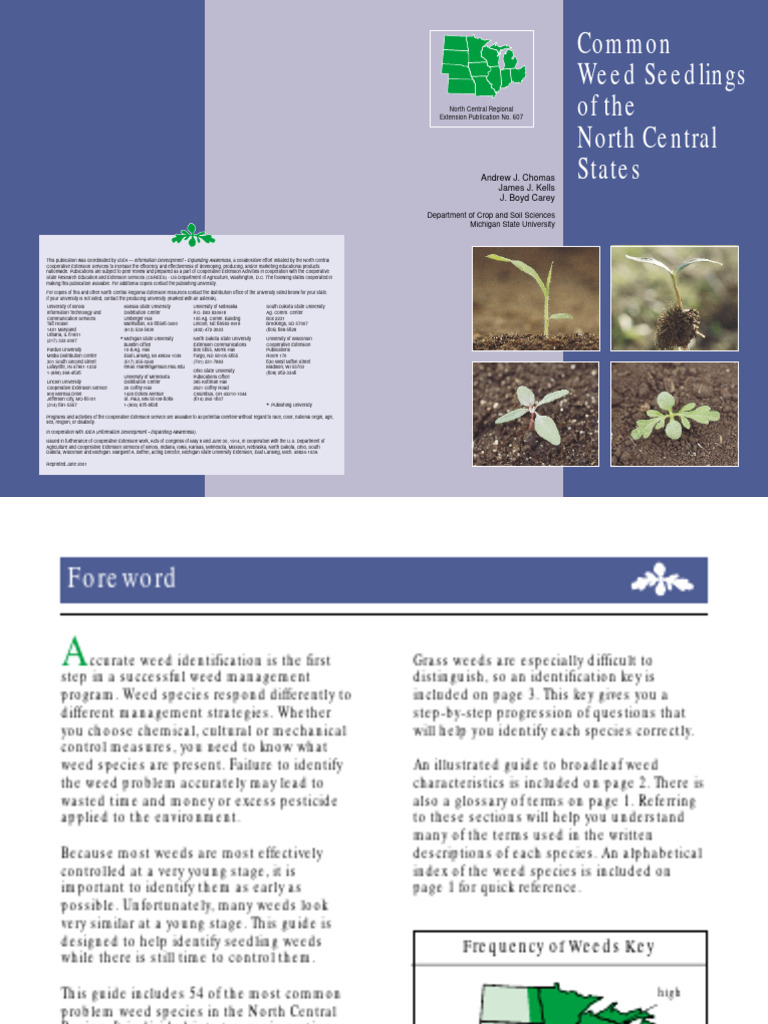 Common Weed Seedlings - Msu - Edu | PDF | Leaf | Plants
