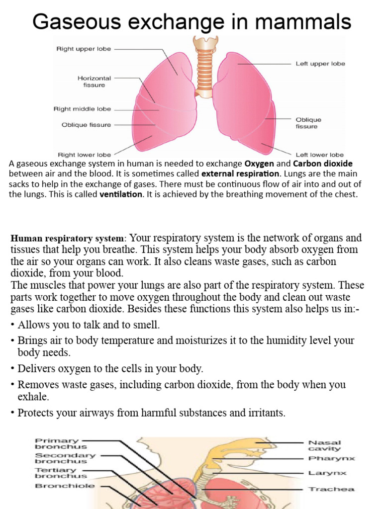 Gaseous Exchange in Mammals | Download Free PDF | Respiratory System | Lung