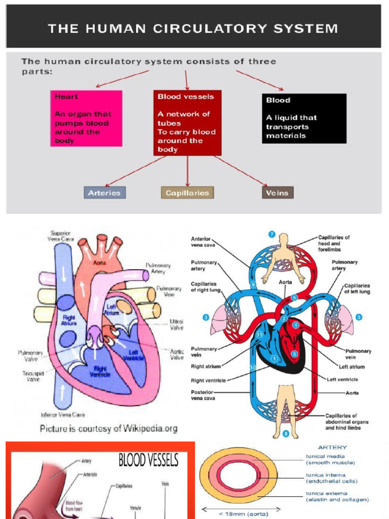 Transport System in Humans | PDF | Hemoglobin | Ventricle (Heart)