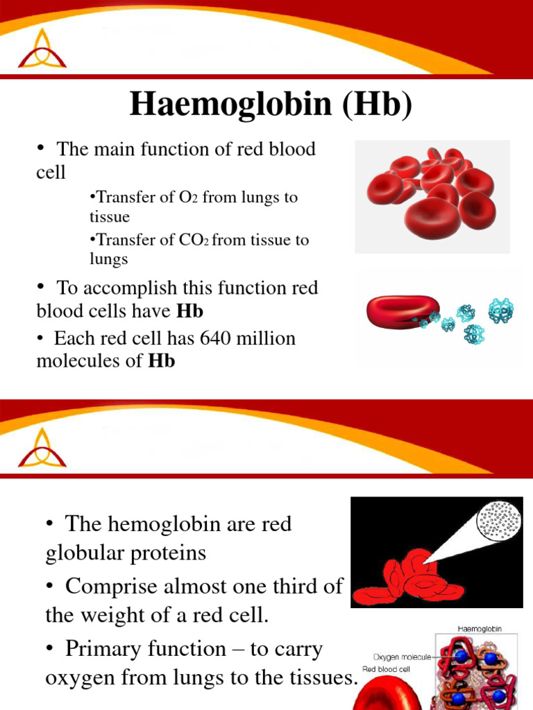 Haemoglobin Collagen | PDF | Collagen | Hemoglobin