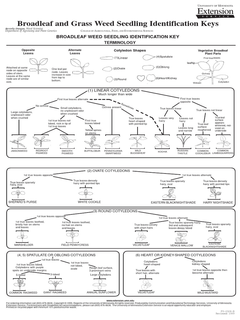 Broadleaf and Grass Weed Seedling Id Key | PDF | Leaf | Plants