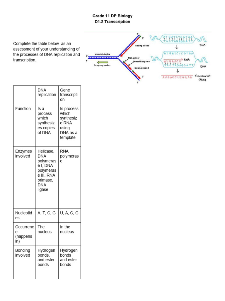 DNA Replication Vs Gene Transcription | PDF