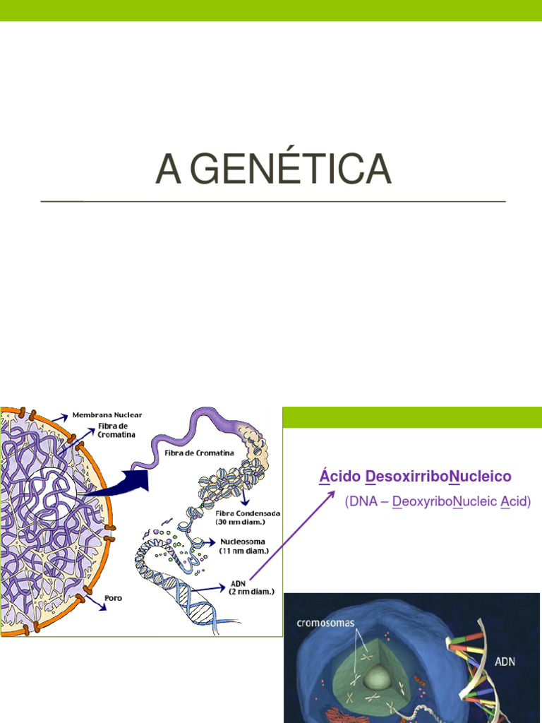 Genetica Hereditariedade | PDF | Clonagem | Alelo