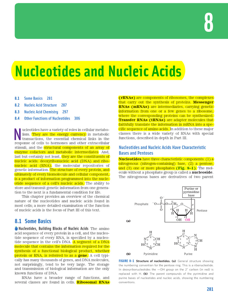 Chapter 8 Nucleotides and Nucleic Acids Lehningers Biochemistry | Download Free PDF ...
