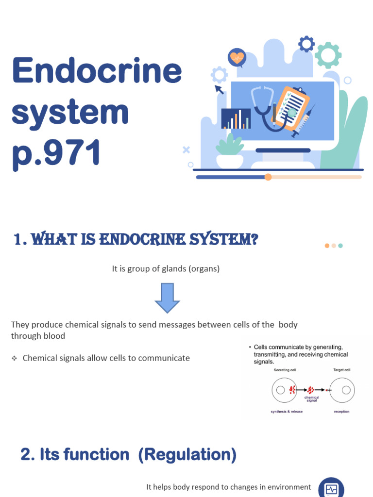 Lesson (2) Endocrine System | PDF | Endocrine System | Pituitary Gland
