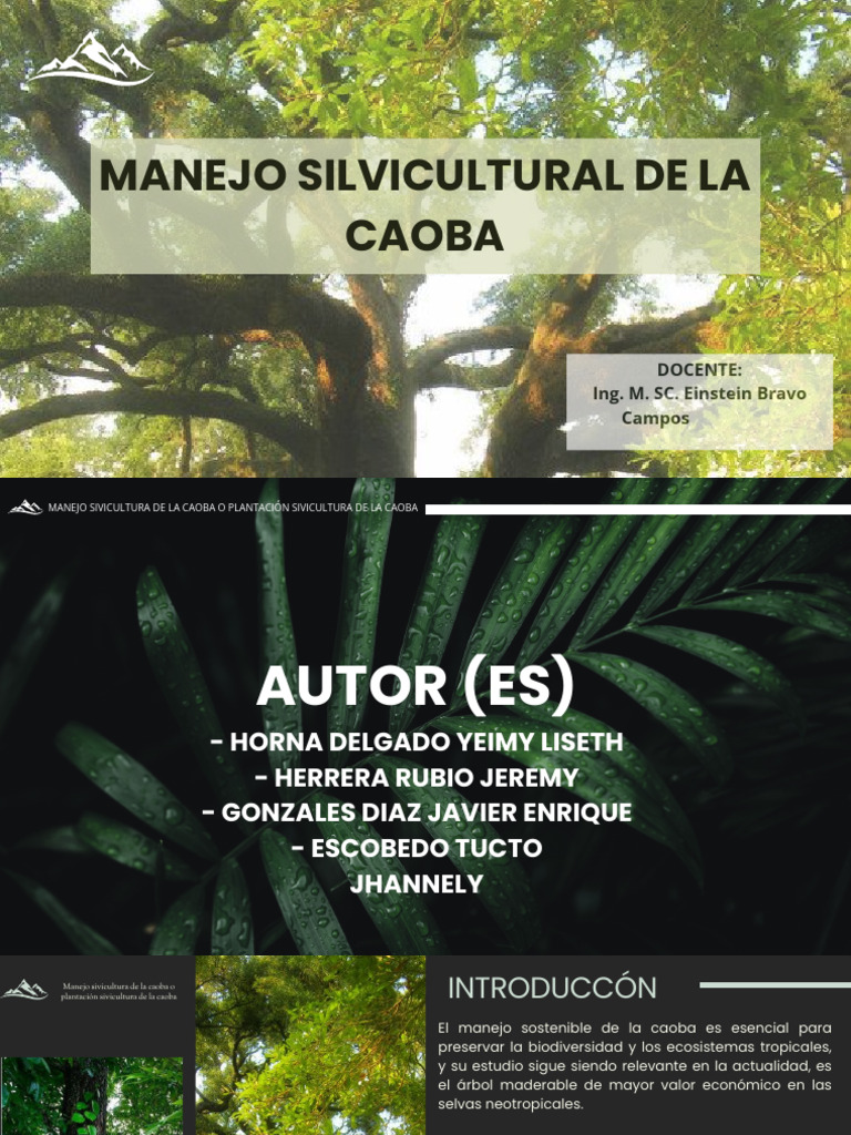 Manejo Silvicultural de la Caoba | PDF | Los bosques | Arboles