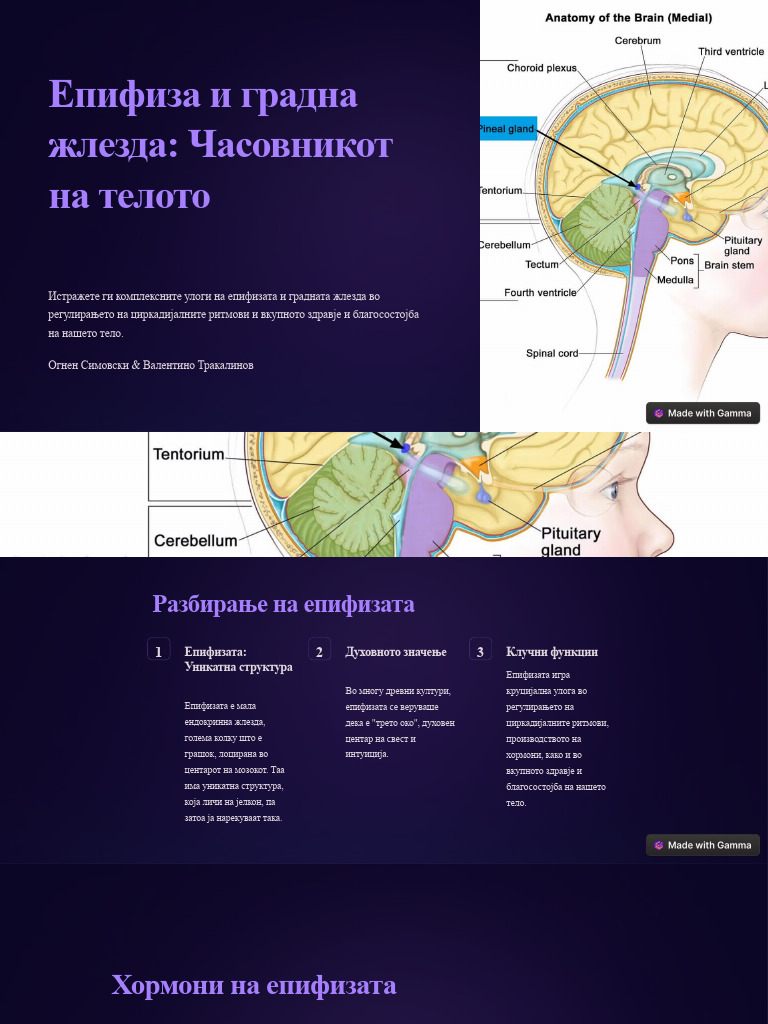 Epifiza I Gradna Zhlezda | PDF