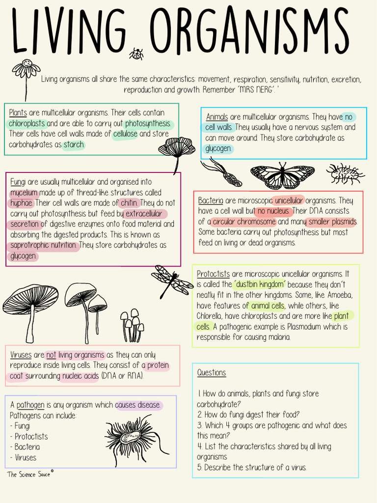 Living Organisms Worksheet | PDF | Cell (Biology) | Fungus