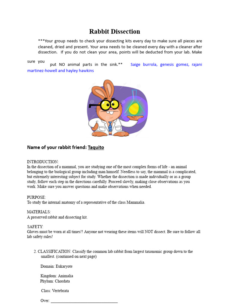 Rabbit Dissection Guide & Anatomy | PDF | Gastrointestinal Tract | Abdomen