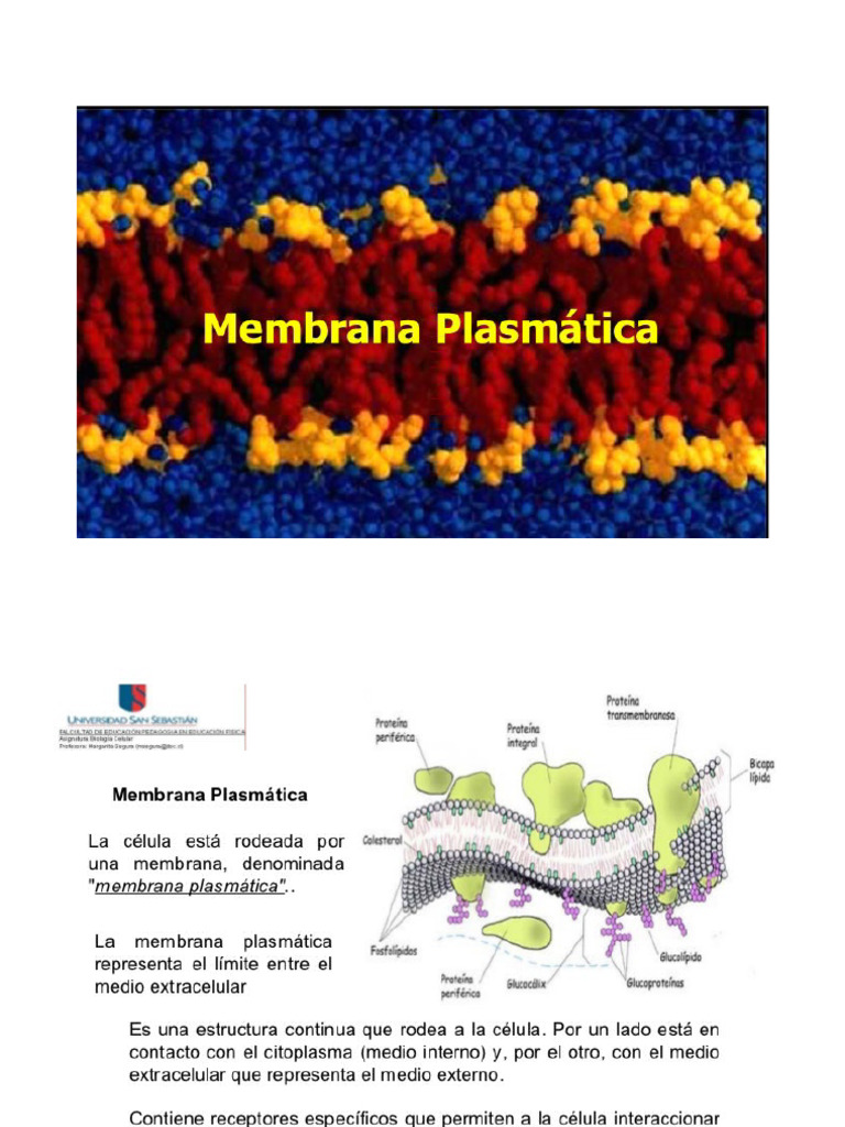 Membrana Plasmatica | PDF | Adhesión celular | Pared celular