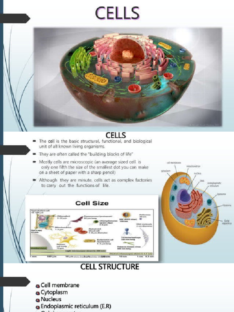 THE Cells and Tissue | PDF
