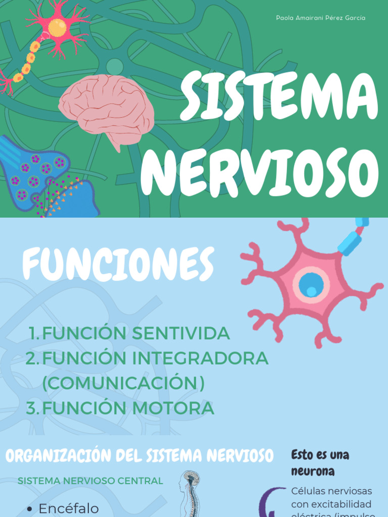 Sistema Nervioso | PDF | Sistema nervioso | Cerebro