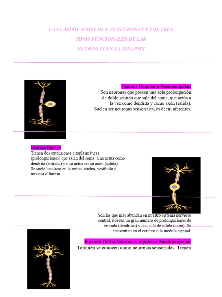 Clasificación y Tipos de Neuronas | PDF | Neurona | Sistema nervioso