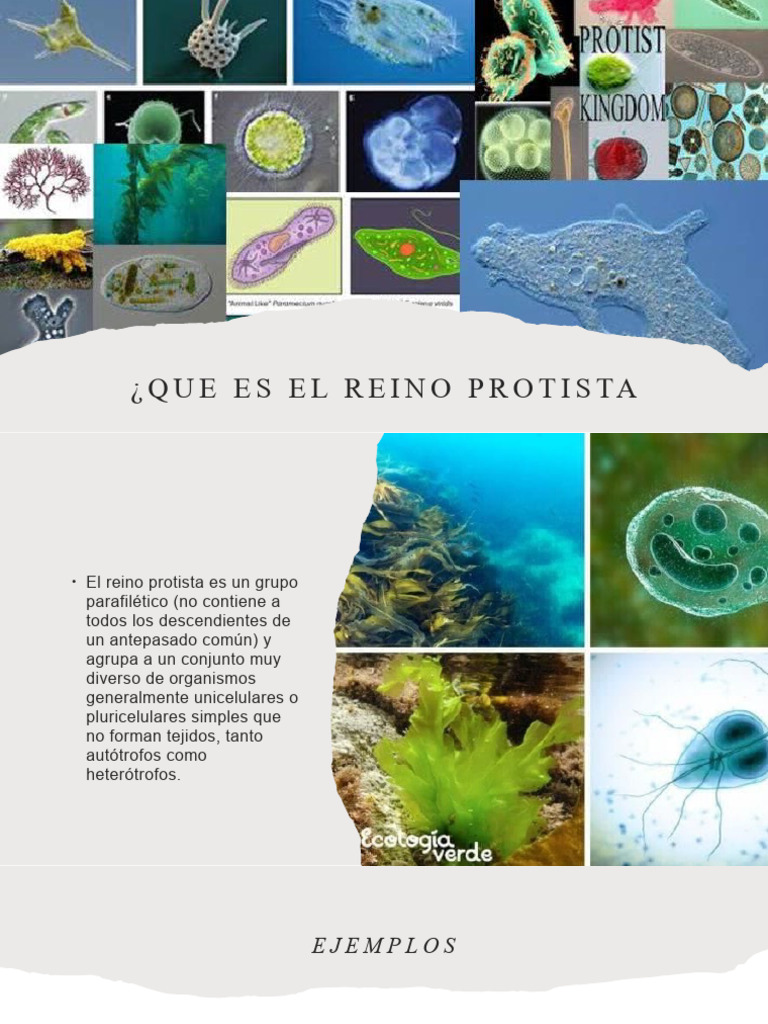 Introducción al Reino Protista | PDF | Cloroplasto | Organismos