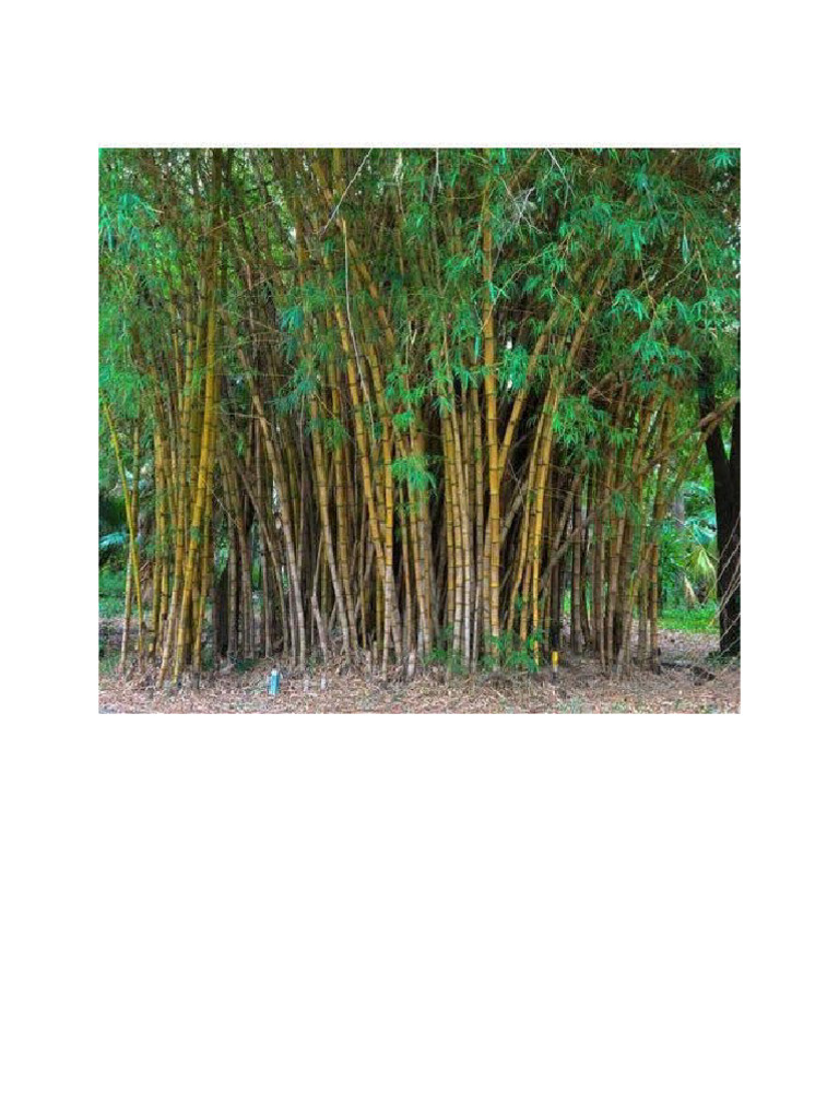 Bamboo | PDF