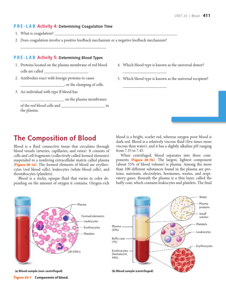 Blood Coagulation and Types | PDF | Granulocyte | White Blood Cell
