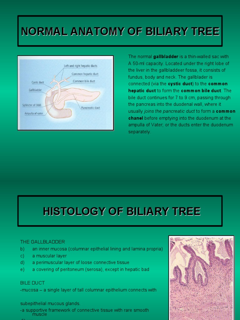 Normal Biliary Tree