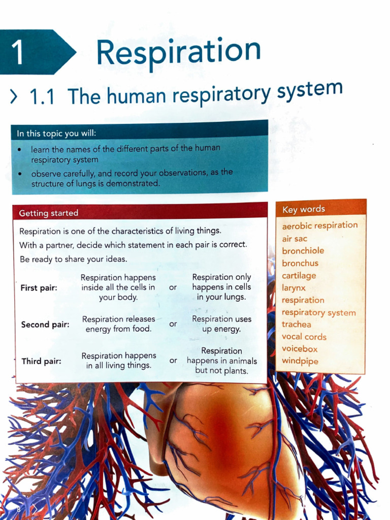 Respiration 1.1 | PDF | Respiratory System | Respiratory Tract