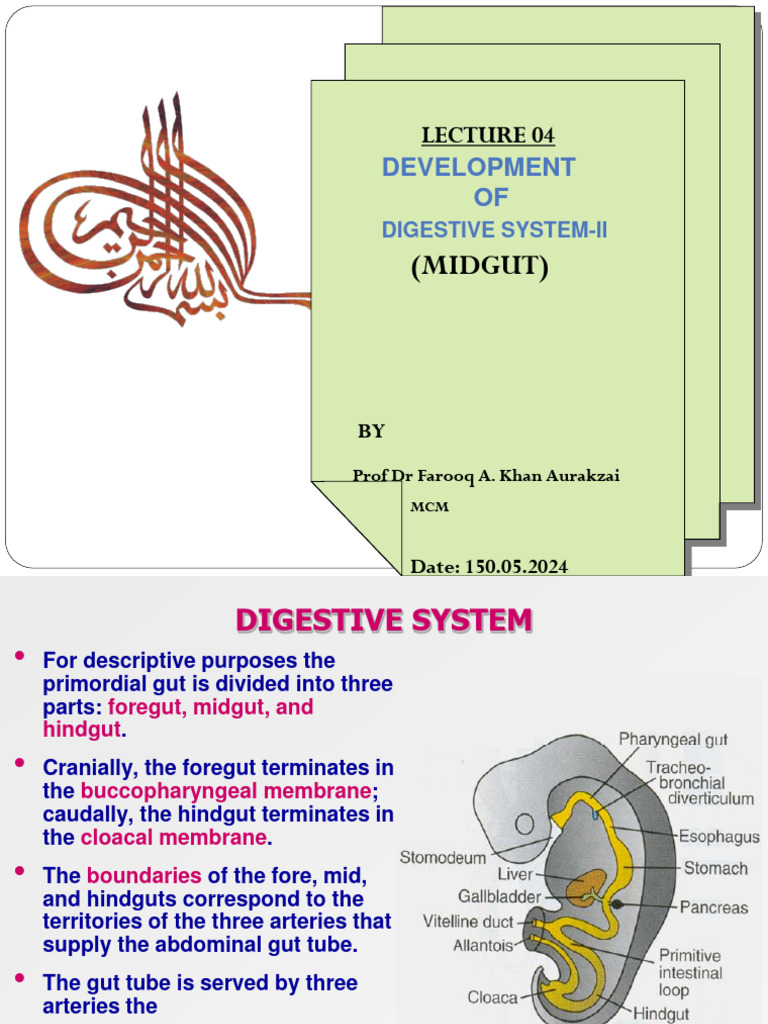 8. Git Development-II.....Mcm.....2024 | PDF | Pancreas | Liver
