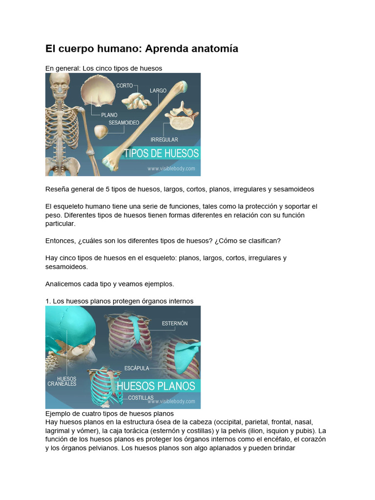 El Cuerpo Humano - Aprende Anatomía | PDF | Hueso | Mano