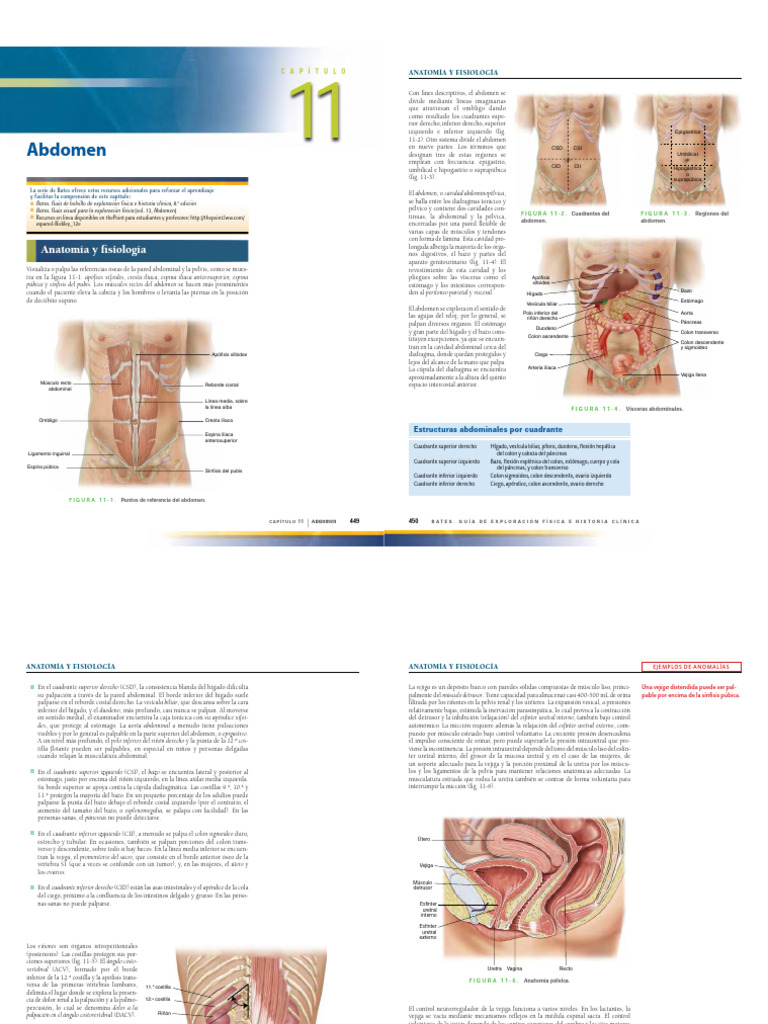 Bates Abdomen | PDF | Abdomen | Intestino grueso