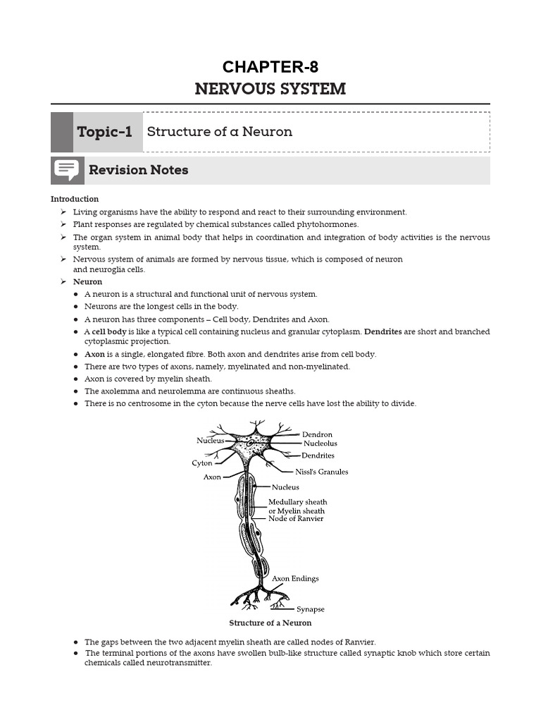 Nervous System: Chapter-8 | PDF | Neuron | Cerebrum