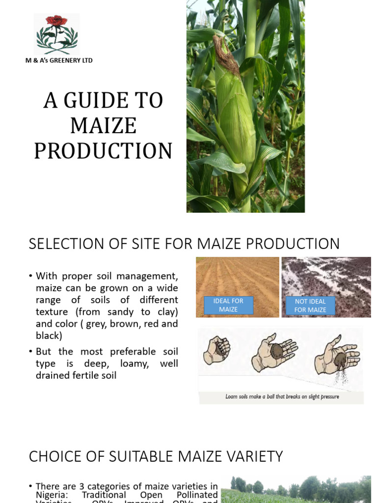 Mas Guide on Maize Production Final | PDF | Weed | Sowing