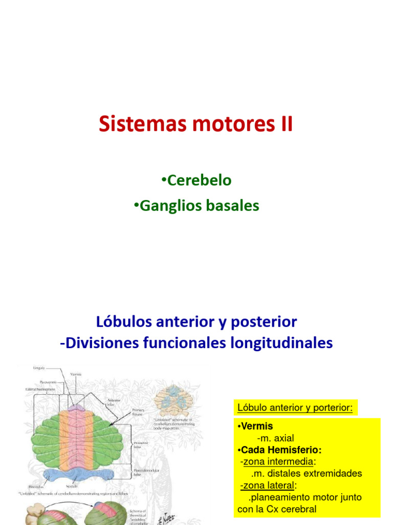 Clase 7, Sistemas Motores II | PDF | Enfermedad de Parkinson | Cerebelo