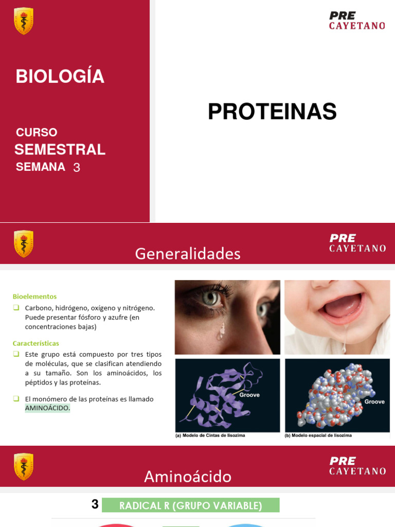 4 Biología Presentación1 Semana3 | PDF | Proteínas | Aminoácidos