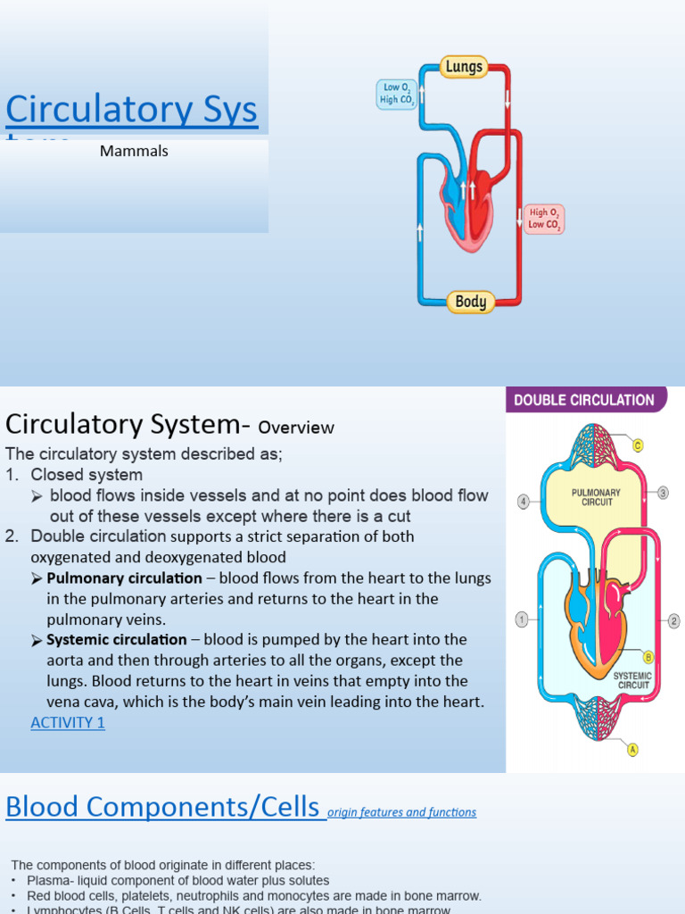 Circulatory System in Animals | PDF | Heart | Heart Valve