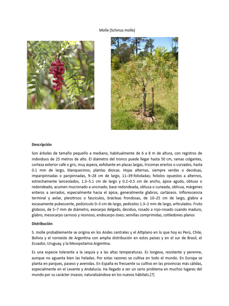 Molle | PDF | Botánica | Plantas