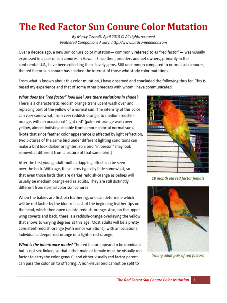 FCA The Red Factor Sun Conure Color Mutation | PDF | Color | Heredity
