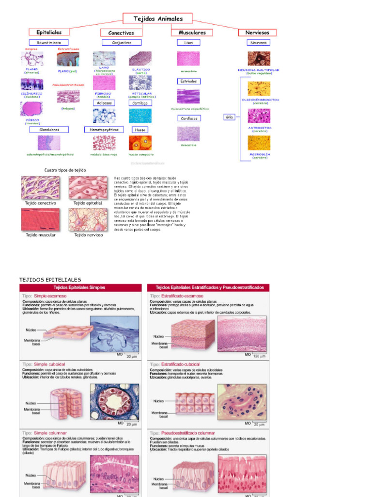 TEJIDOS ANATOMÍA | PDF