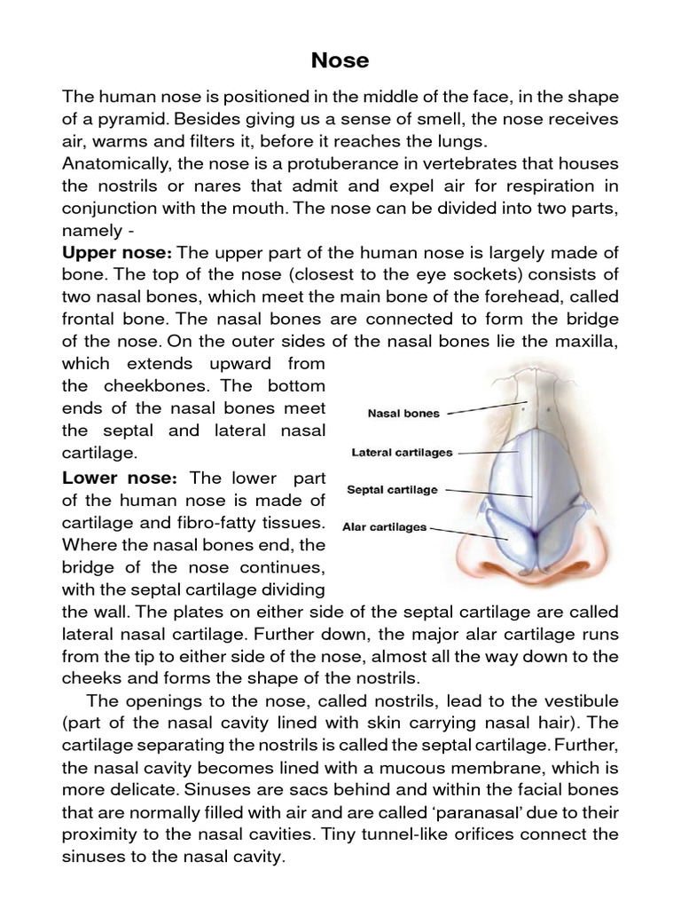 Nose Cleanse | PDF | Human Nose | Respiratory System