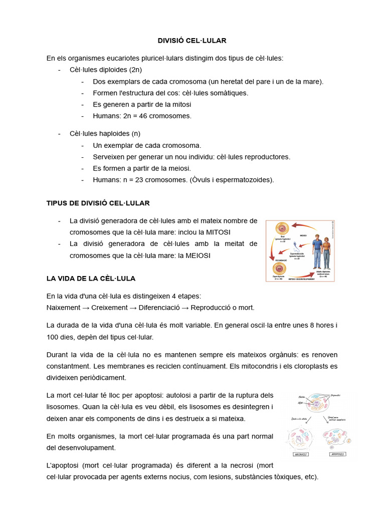 Apunts Bio Tema 5 - Cicle Cel Lular I Càncer | PDF