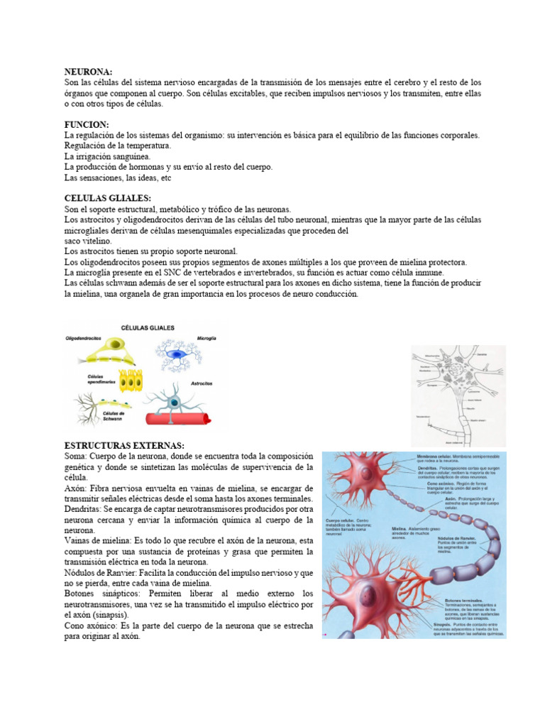 Estructura y Función de Neuronas | PDF | Sinapsis | Neurona