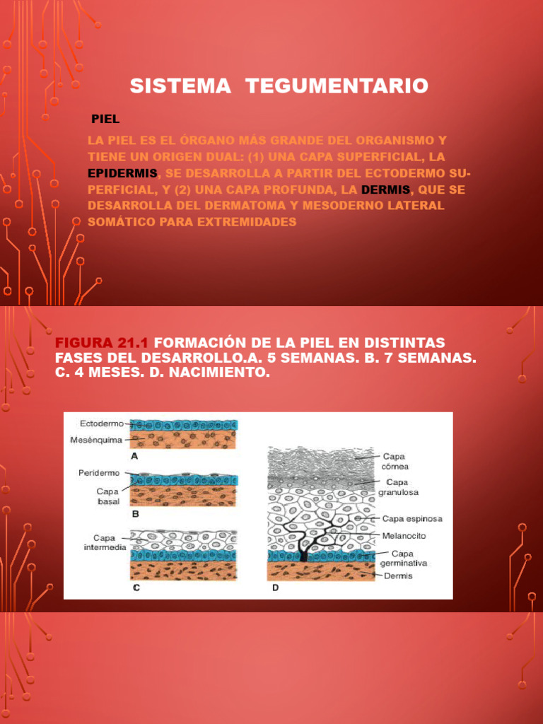 Sistema Tegumentario | PDF | Piel | Sistema tegumentario