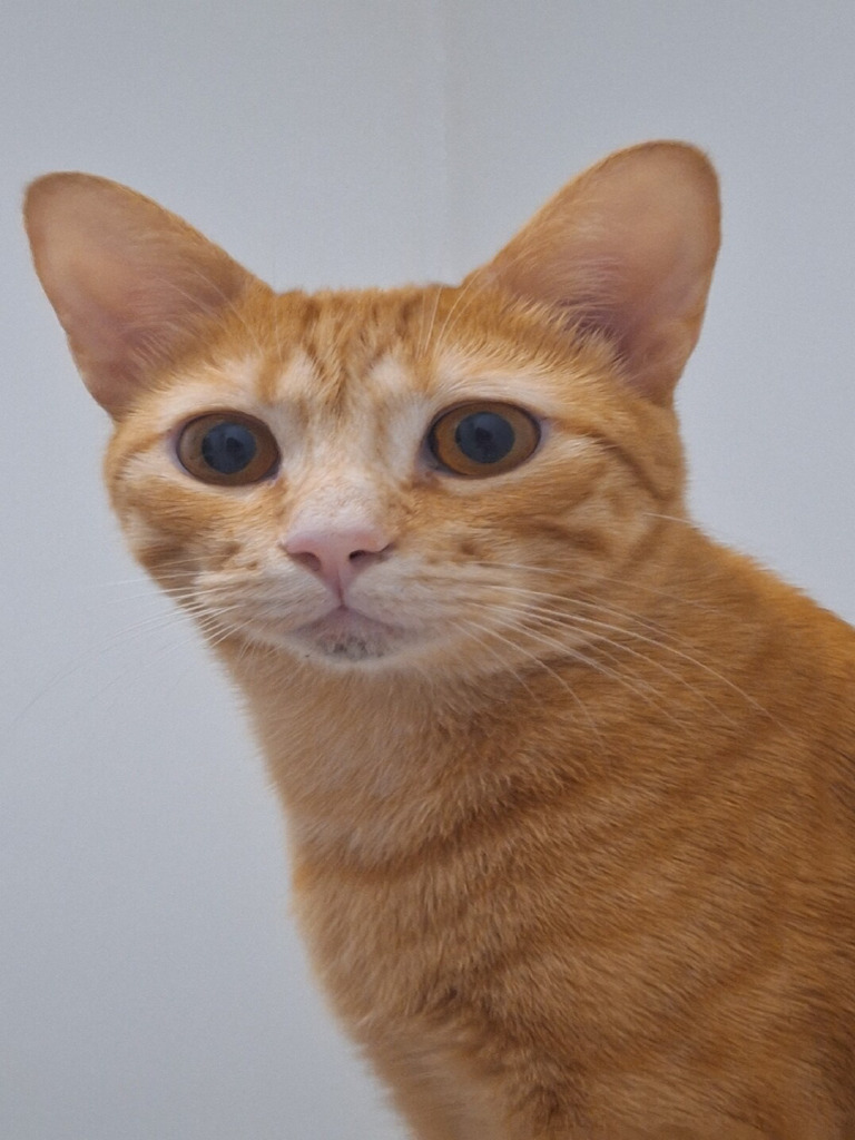 Img 20240503 175533 088 | PDF