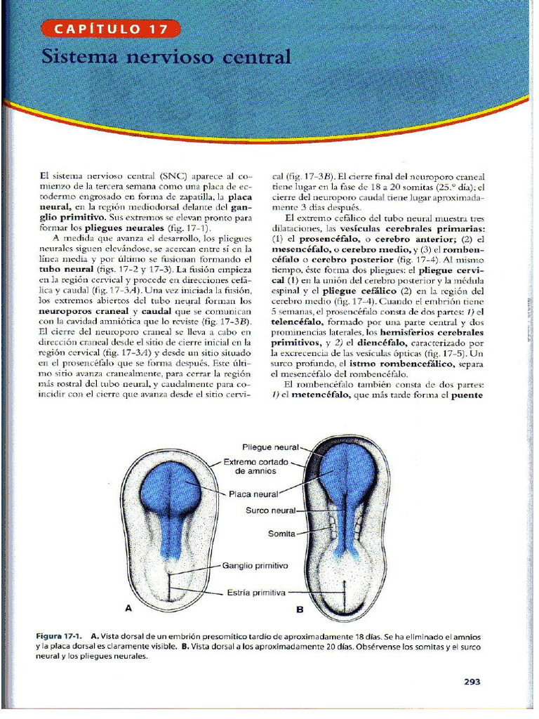 (Formación Del SNC) Embriología - Langman 11ed | PDF