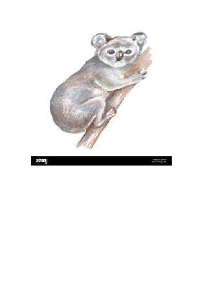 Koala | PDF