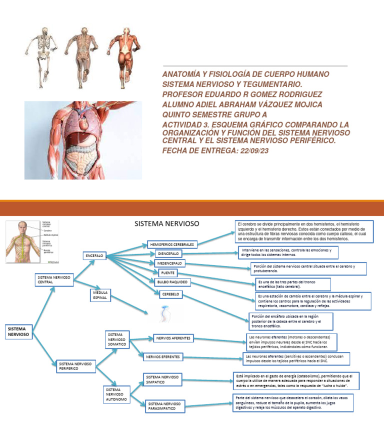 Actividad 4 Esquema Del SNC y El SNP | PDF | Sistema nervioso | Cerebro