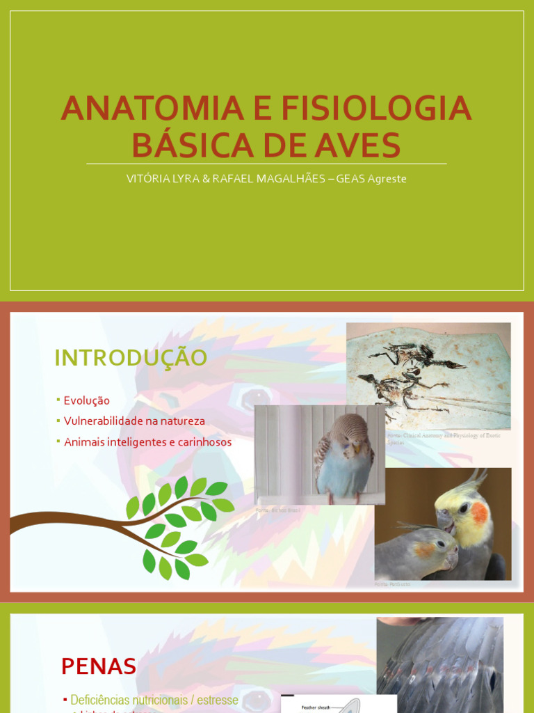 Anatomia e Fisiologia Básica de Aves | PDF | Pena (pássaro) | Sistema digestivo humano