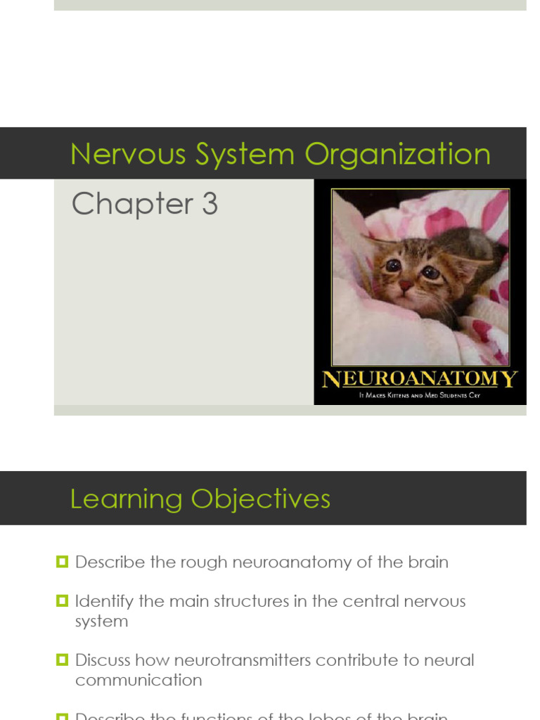 FullSlides Ch3 Nervous System Organization | PDF | Cerebrum | Neurotransmitter