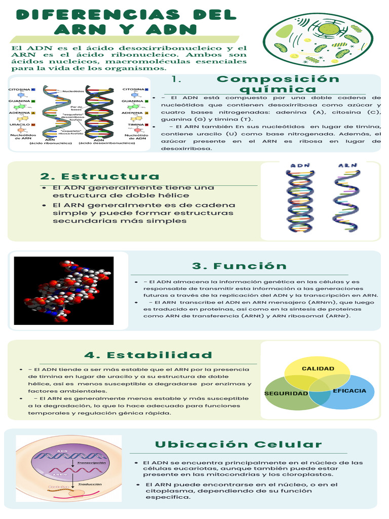 Diferencias Clave entre ARN y ADN | PDF | Rna | Adn